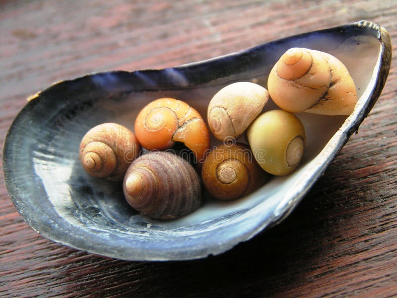 Sea Shell stock image. Image of covering, hard, animal - 55741541