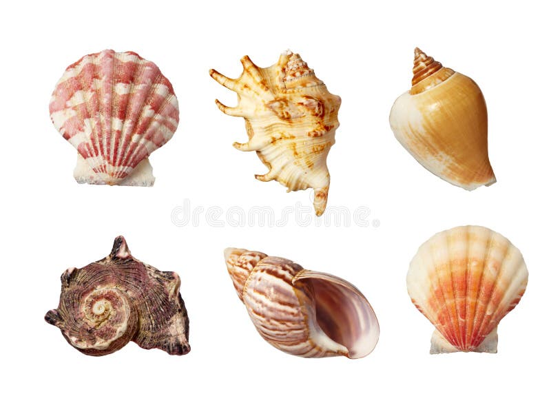Seashells collection stock image. Image of collection - 4635813