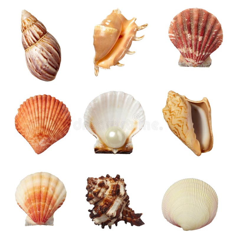 Seashells collection stock image. Image of collection - 4635813