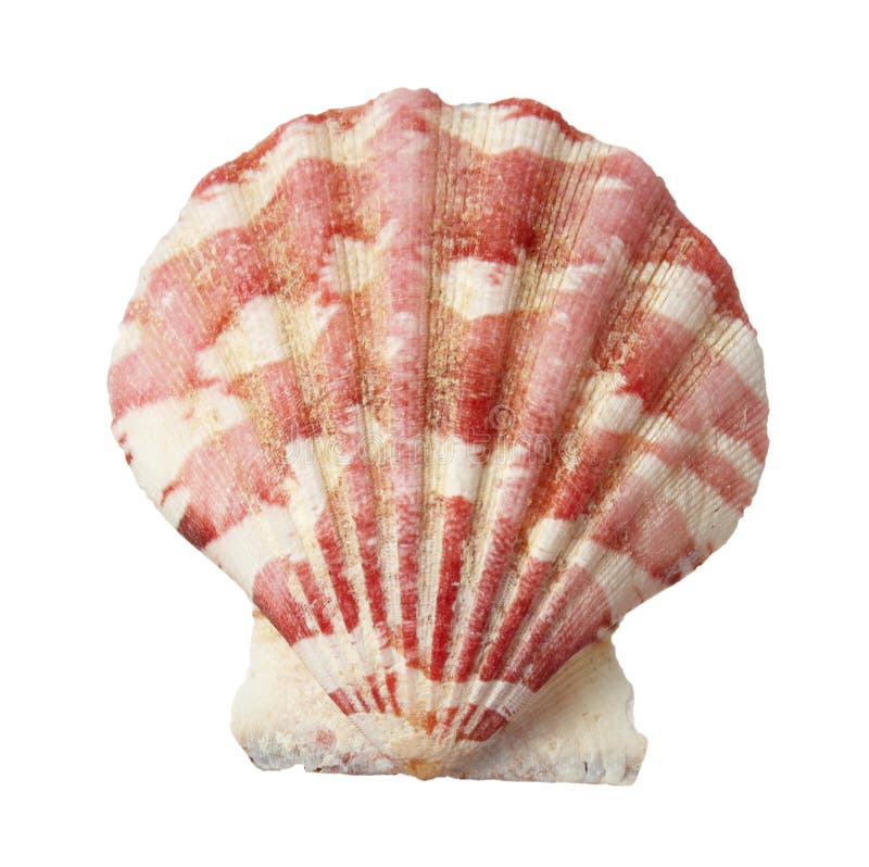 Radial Sea Shell Isolated stock image. Image of radial - 14164683