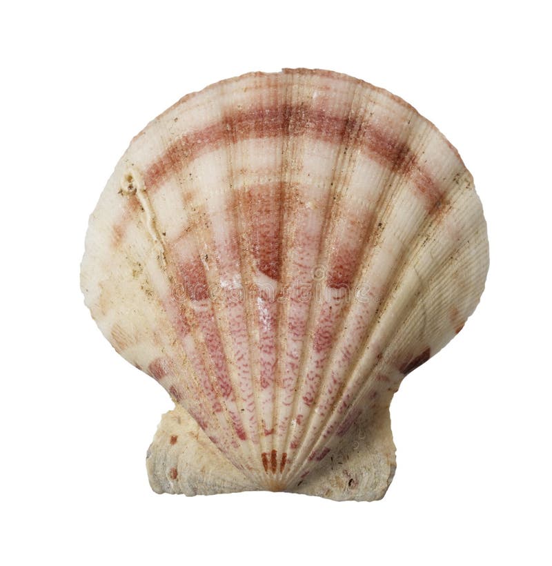 Conch shell, top view stock image. Image of nature, seashell - 18198167
