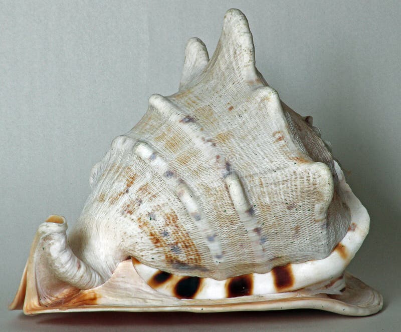 Sea Shell, Horned Helmet, stock photo. Image of africa - 109758266
