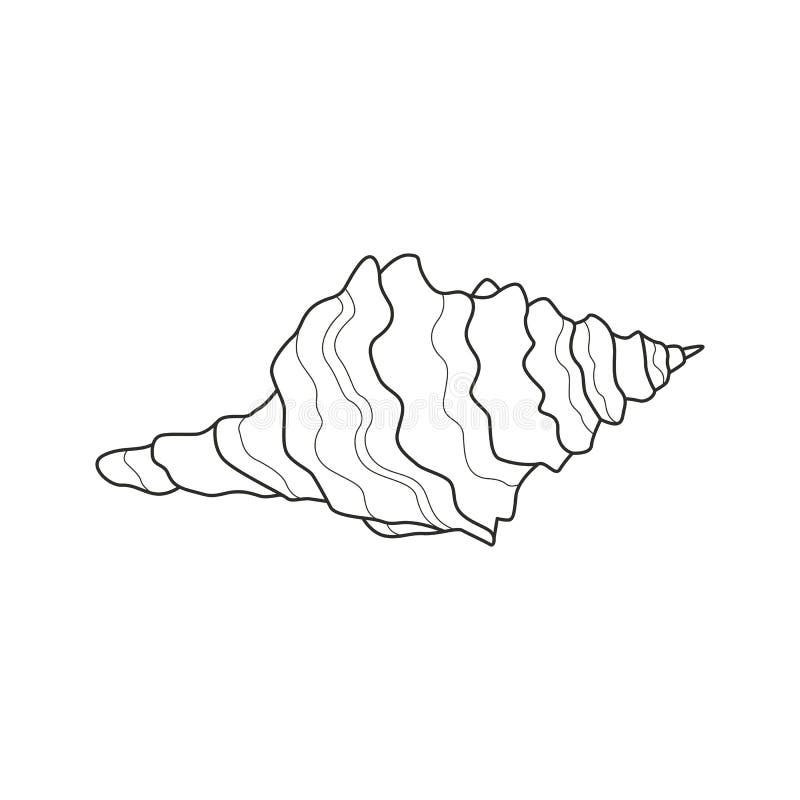 A Sea Shell stock illustration. Illustration of shellfish - 55301642
