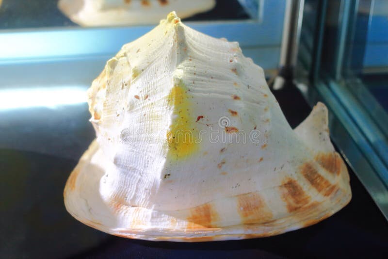 Sea shell stock image. Image of showing, local, museum - 59502725