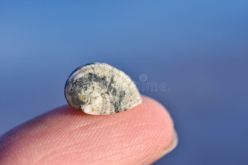 Finger shell stock image. Image of symmetrical, shell - 48742659