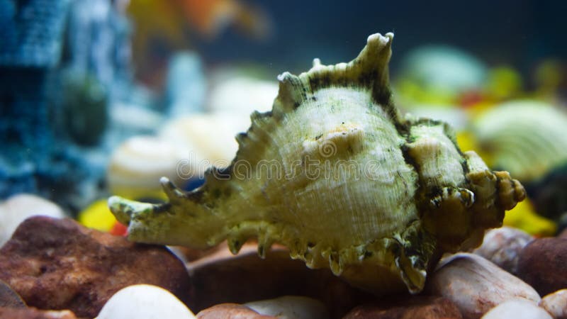 Sea Shell Inside the Aquarium for Decoration Stock Photo - Image of ...