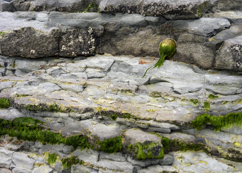 Sea Shell in Interesting Invironment Stock Photo - Image of debris ...