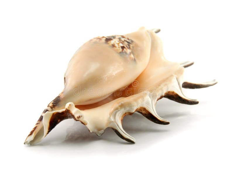 Sea Shell Front and Back stock photo. Image of ocean - 18122274
