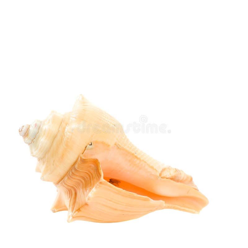 Sea shell isolated stock photo. Image of nature, isolated - 19602638