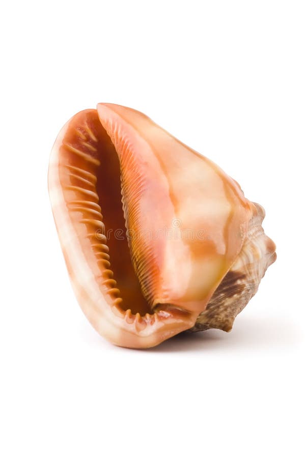 Sea Shell - 2 Picture. Image: 1715797