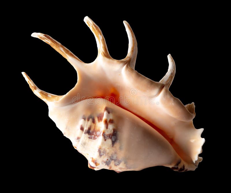 Sea Shell Isolated on a Black Background Stock Image - Image of aquatic ...