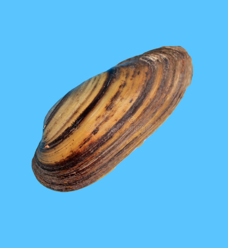 Sea Shell Isolated on a Blue Background Stock Image - Image of beach ...