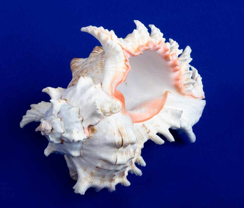 Single Beautiful Sea Shell Isolated Stock Photo - Image of shell ...