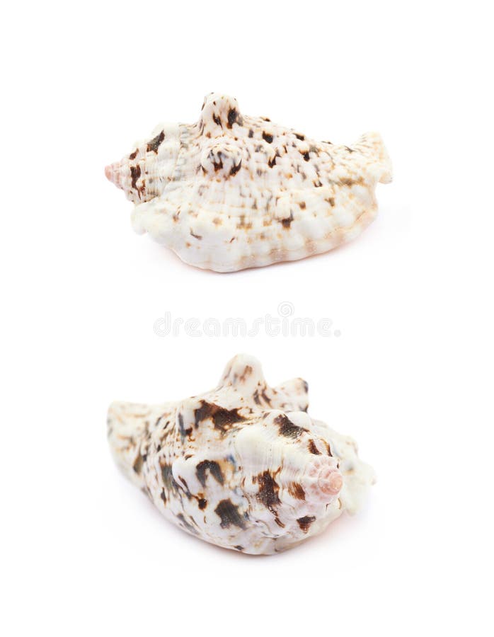 Sea shell isolated stock photo. Image of oceanic, beach - 92604822