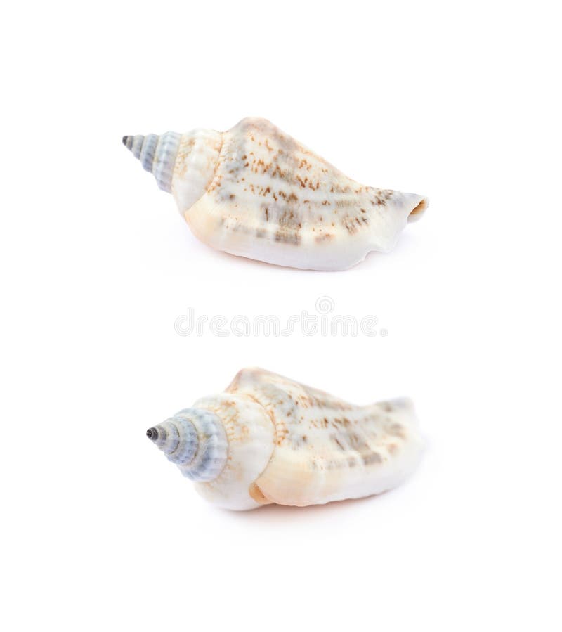 Sea shell isolated stock image. Image of decor, conch - 92959971