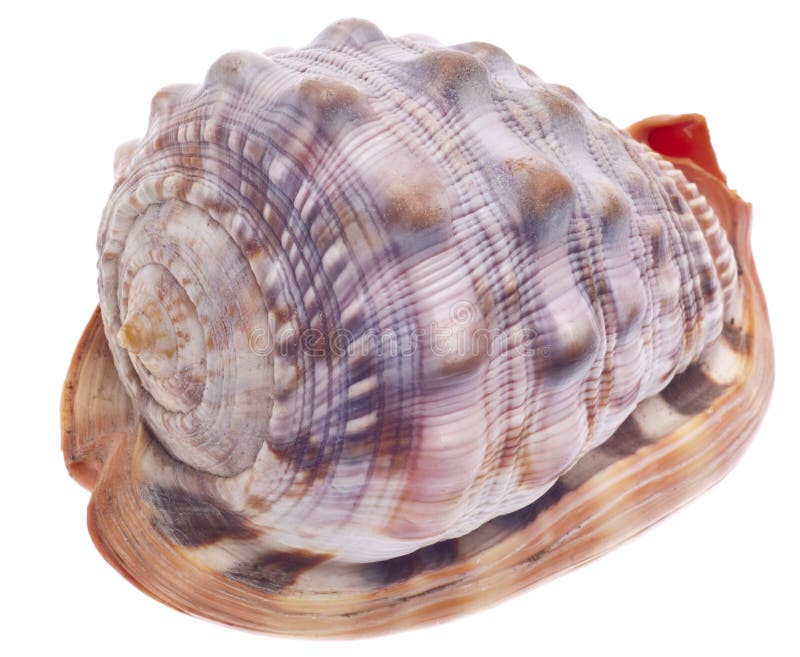 Sea Shell Isolated on White Stock Photo - Image of summer, path: 16396876