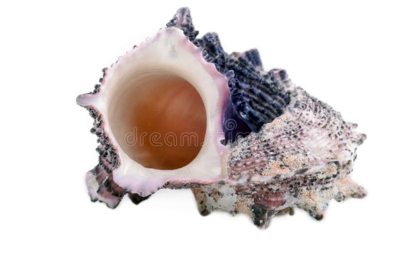 Isolated on White Background Shell Helix Stock Image - Image of ...