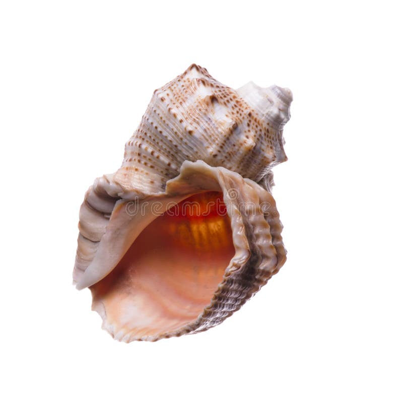 Sea Shell Isolated on White Stock Photo - Image of shell, ocean: 199880824