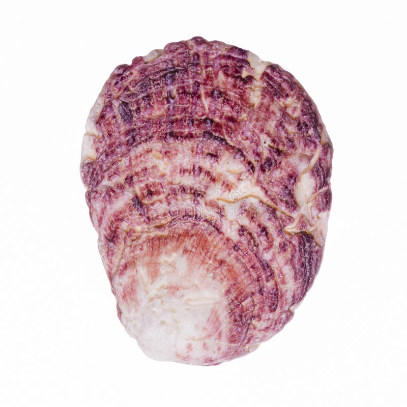 Sea Shell Isolated on White Stock Photo - Image of seashell, souvenir ...