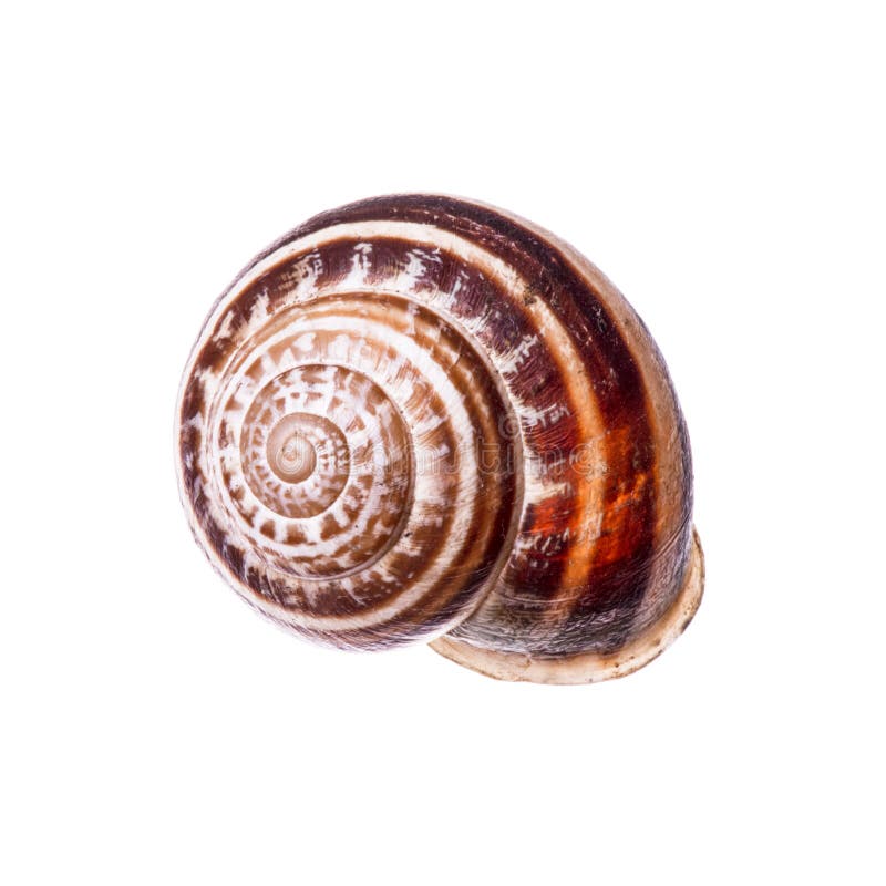 Sea Shell Isolated on White Stock Photo - Image of seashell, souvenir ...