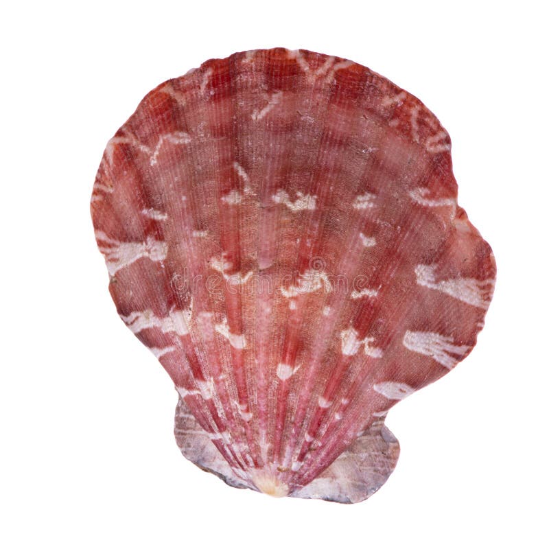 Sea Shell Isolated on White Stock Image - Image of aquatic, single ...