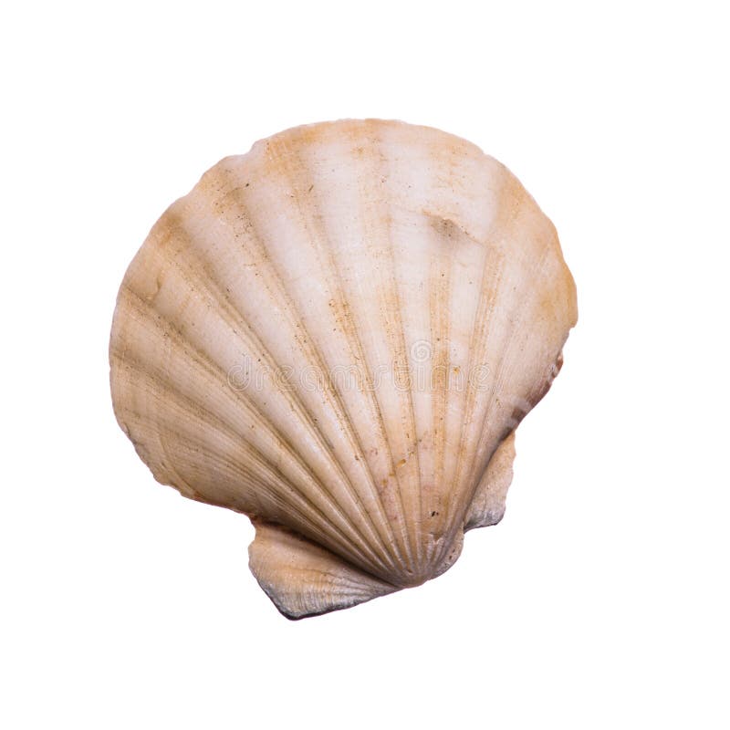Sea Shell Isolated on White Stock Image - Image of shell, seashell ...