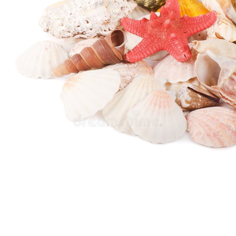 Sea Shell Isolated on a White Stock Photo - Image of frame, nature ...