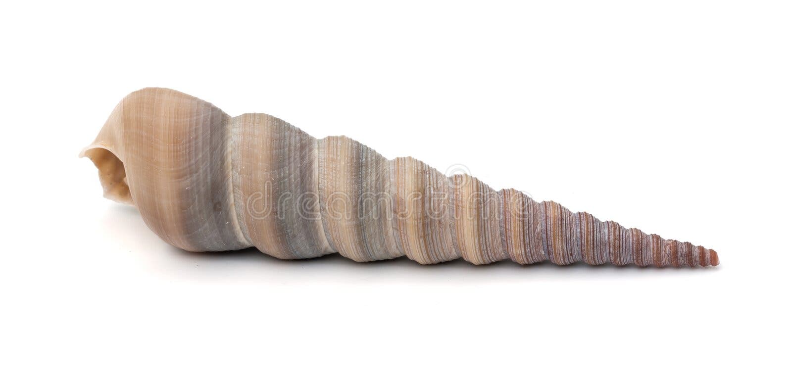 Fusinus Spiral Shell stock image. Image of fusinus, shell - 5829565