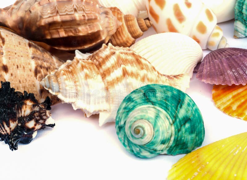 Sea shell . stock image. Image of oceanic, nature, echinoderm - 32745101