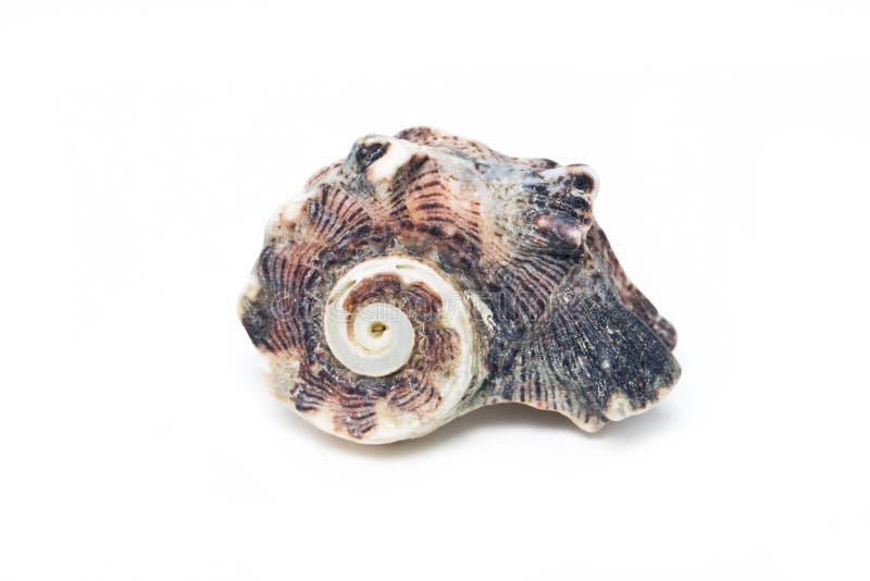Sea shell. stock image. Image of nature, shape, exotic - 36580975
