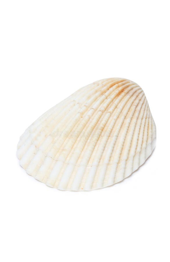 Sea Shell. stock image. Image of isolated, animal, shape - 36581039