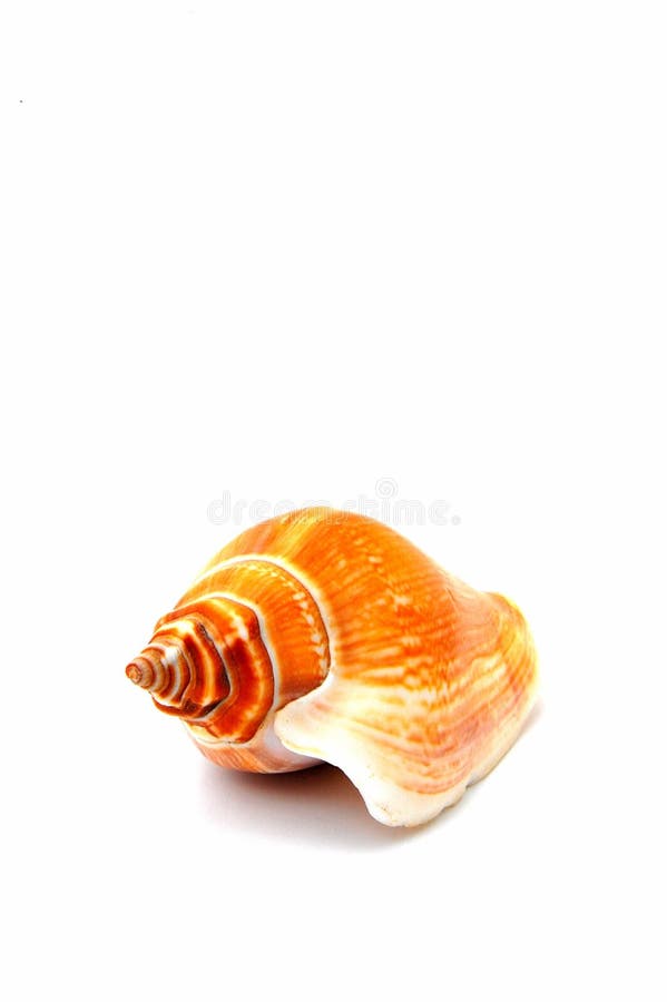 Sea Shell Isolated on White Stock Photo - Image of love, shell: 5386776