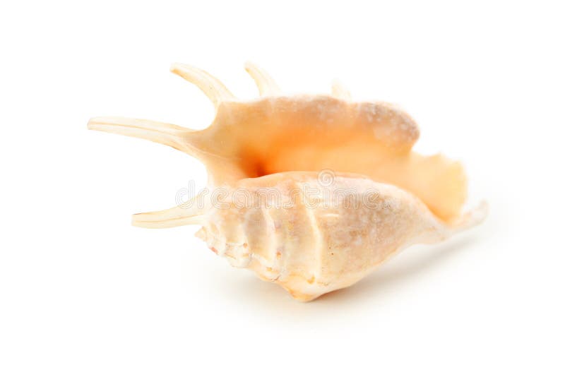 Sea shell stock photo. Image of growth, ecology, colorful - 57191620