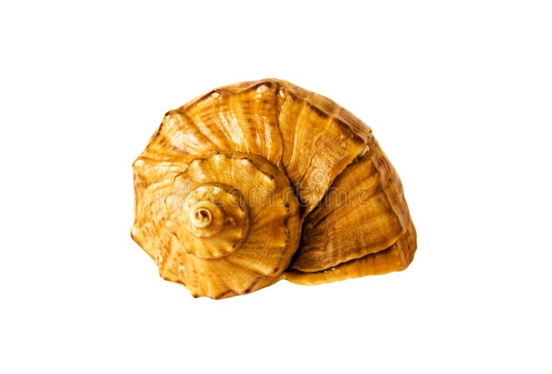 Sea Shell Isolated on White Stock Image - Image of mollusk, chambers ...