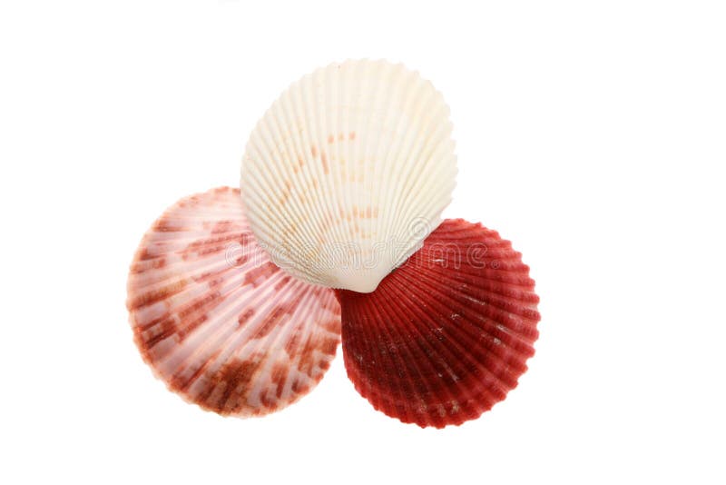 Two Sides of a Scallop Shell Stock Image - Image of elements, holiday ...