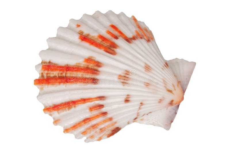 Sea Shell on a White Background Stock Image - Image of violet, animal ...