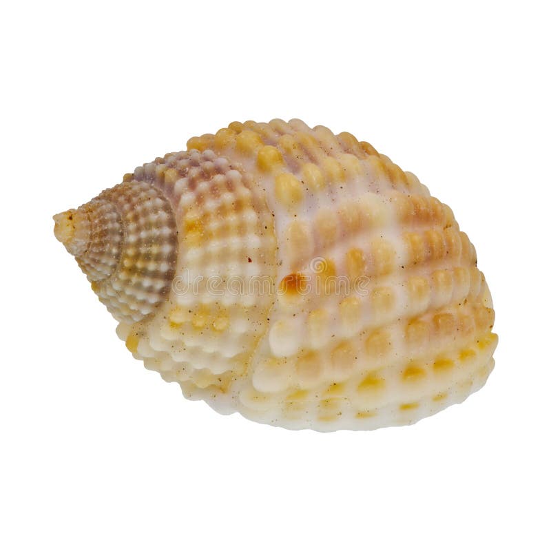 Sea Shell On A White Background Stock Photo - Image of biology ...