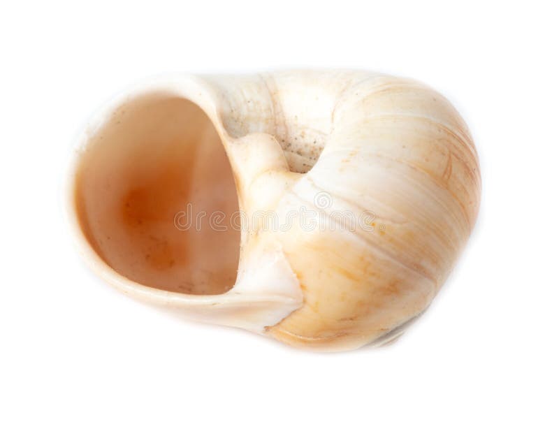 Sea Shell Isolated on a White Background Stock Image - Image of ...