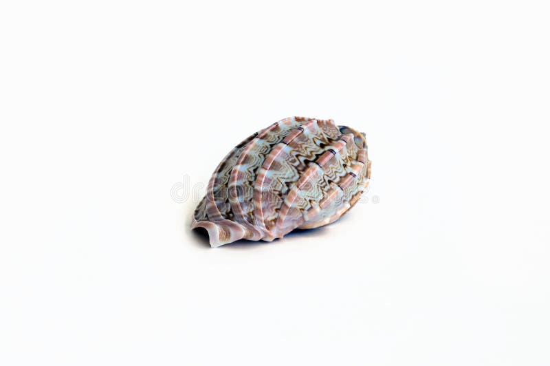 A Coloroful Sea Shell Isolated on a White Background with Shadow Stock ...