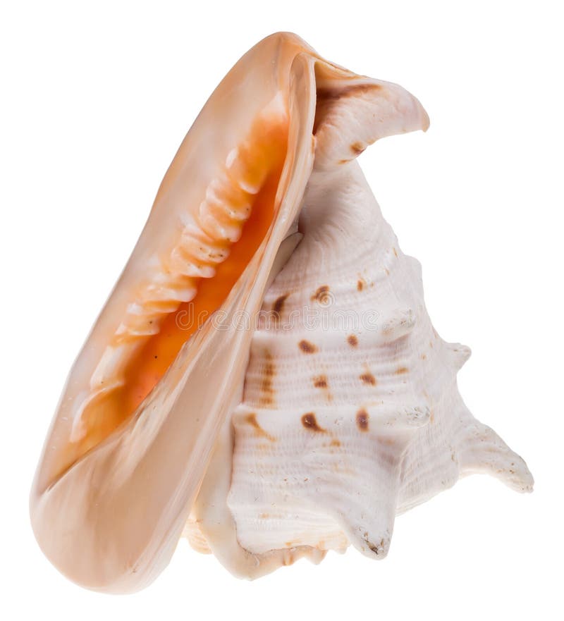Sea Shell stock photo. Image of history, seaside, marine - 71998
