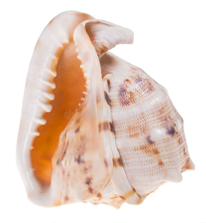 Sea shell stock photo. Image of shell, shellfish, macro - 38106456