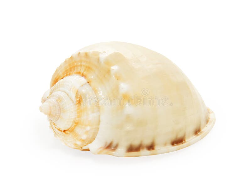 Sea Shell Isolated on White Stock Image - Image of cutout, construction ...
