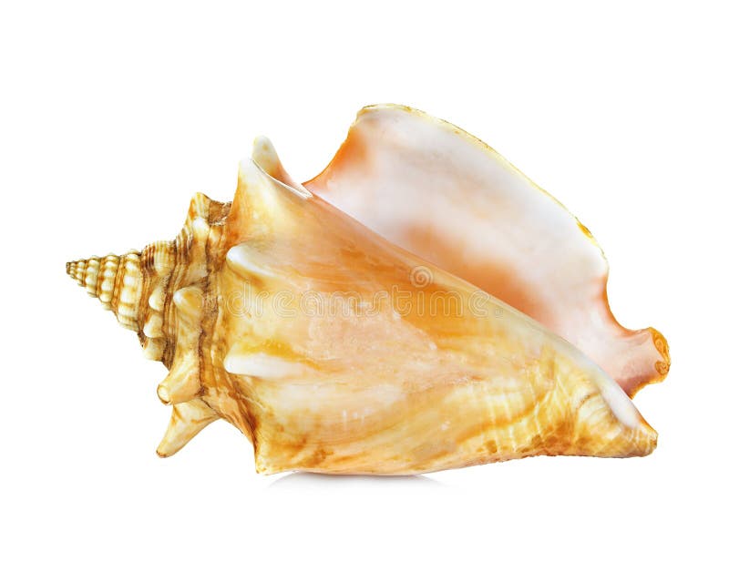 10,154 Conch Sea Shell Isolated White Stock Photos - Free & Royalty ...