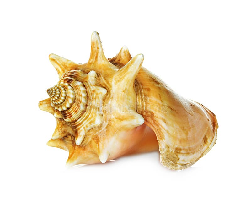 Sea Shell Isolated on White Stock Image - Image of closeup, ecology ...