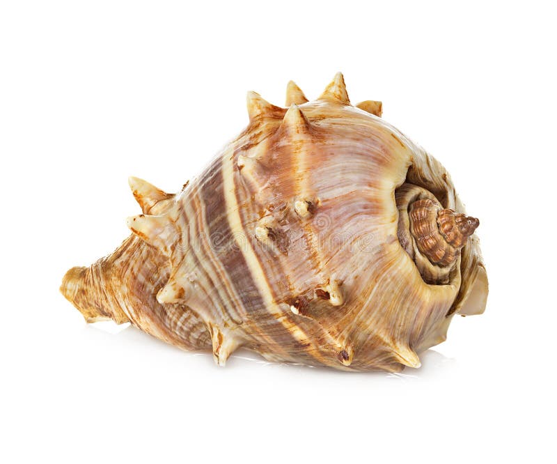Sea Shell Isolated on White Stock Image - Image of closeup, ecology ...