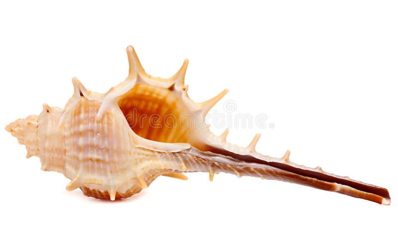 Sea Shell Isolated on White Background Stock Photo - Image of beach ...