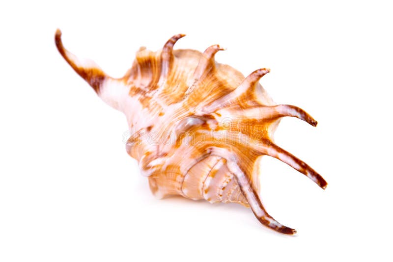 Conch Shells Spikes Stock Photos - Free & Royalty-Free Stock Photos ...