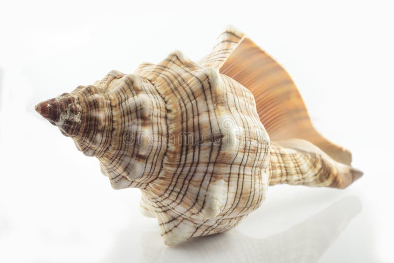 Sea Shell Isolated on White Background Stock Image - Image of aquatic ...