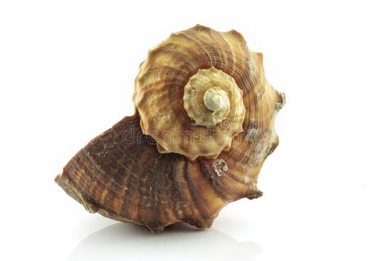 Sea Shell Isolated on White Background Stock Image - Image of aquatic ...