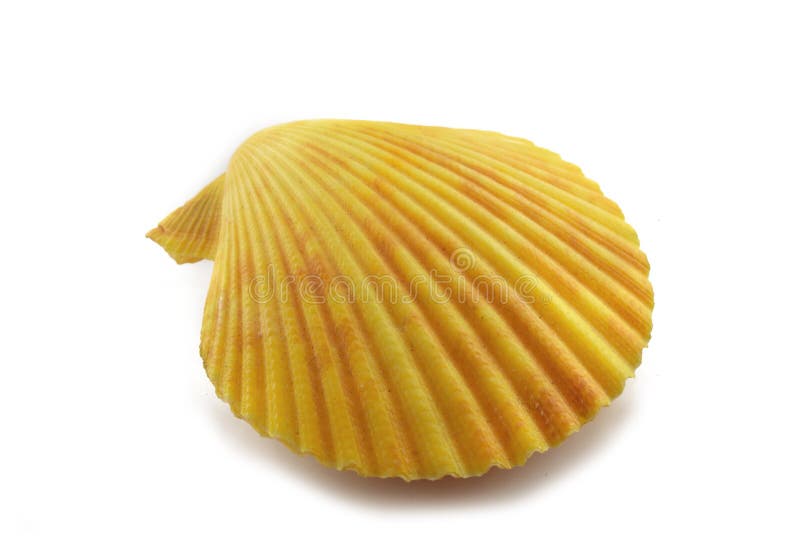 Sea Shell Isolated on White Background Stock Image - Image of aquatic ...